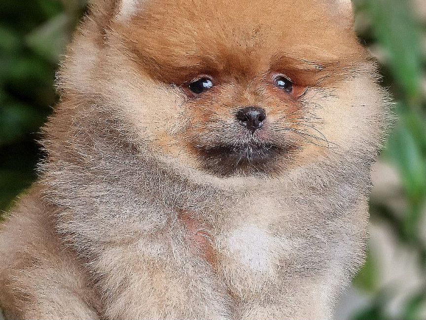 Померанский шпиц тип мишка мини