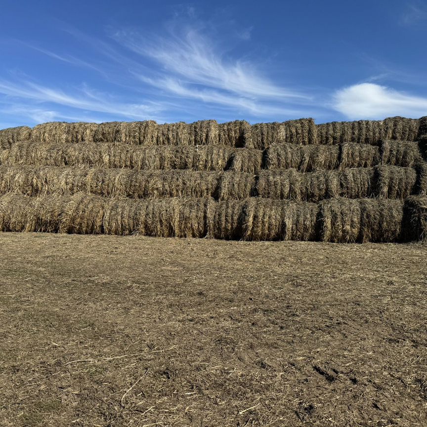 Суданка в рулонах 145 пресс