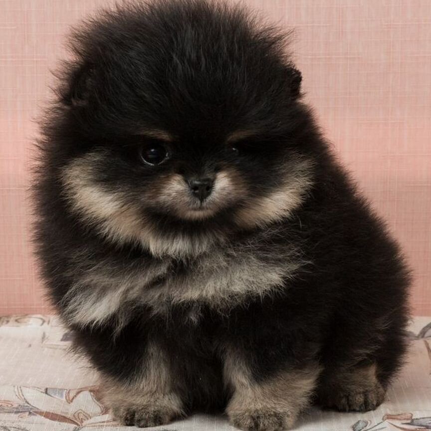 Померанский шпиц, щенок