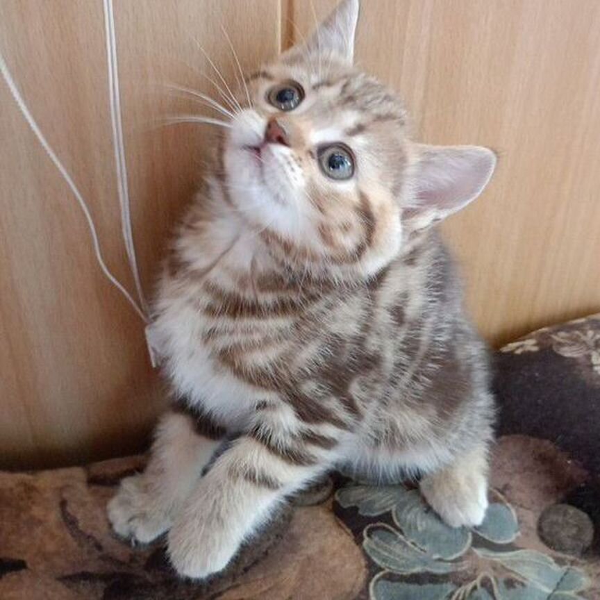 Шотландский прямоухий короткошёрстный котёнок
