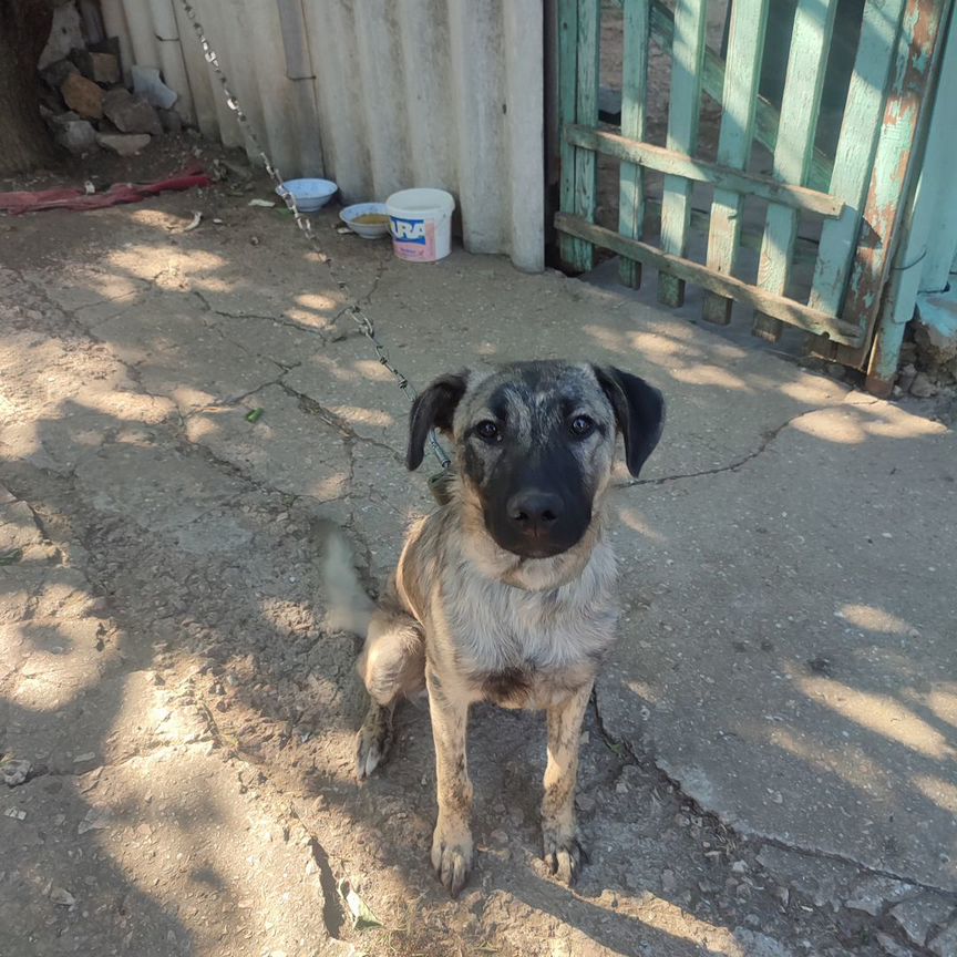 Собака в добрые руки, бесплатно