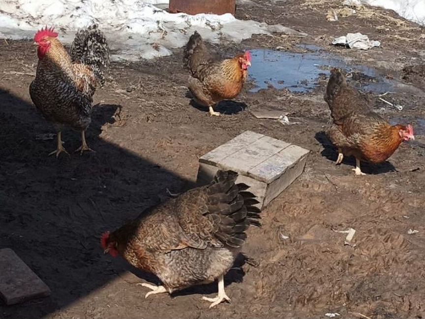 Куры Билефельдер криль