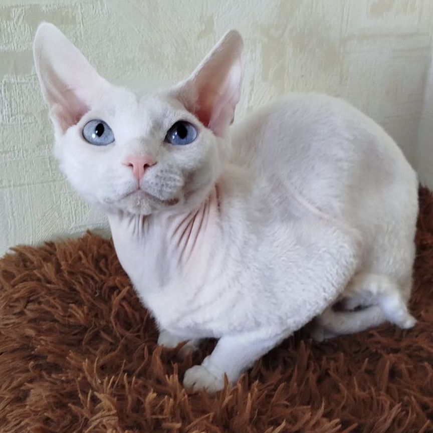 Девон-рекс, взрослый кот