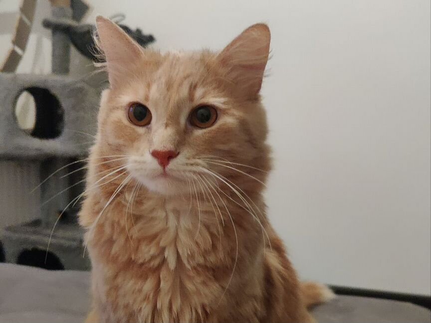 Сибирские котята
