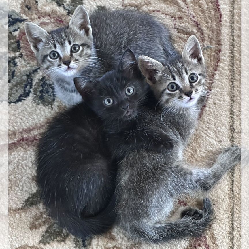 Котята в добрые руки бесплатно