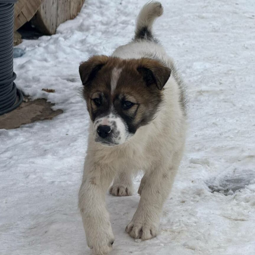 Щенок в добрые руки