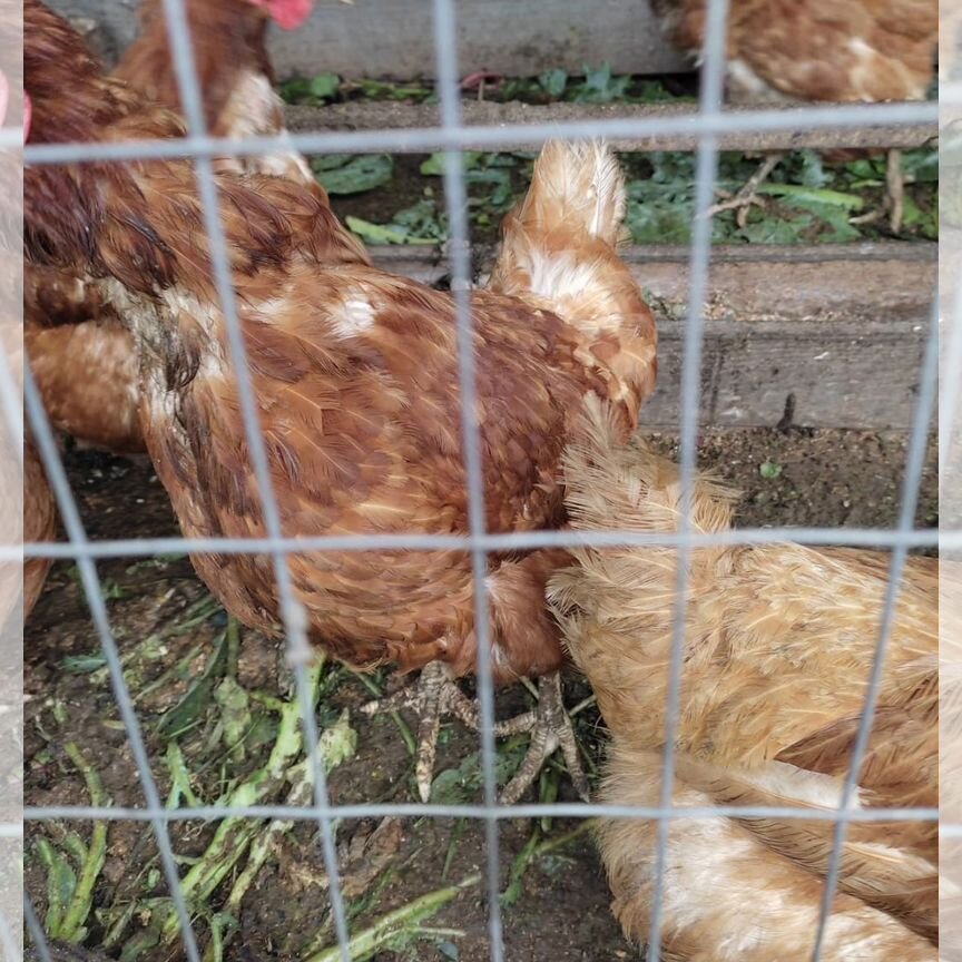 Куры несушки продам