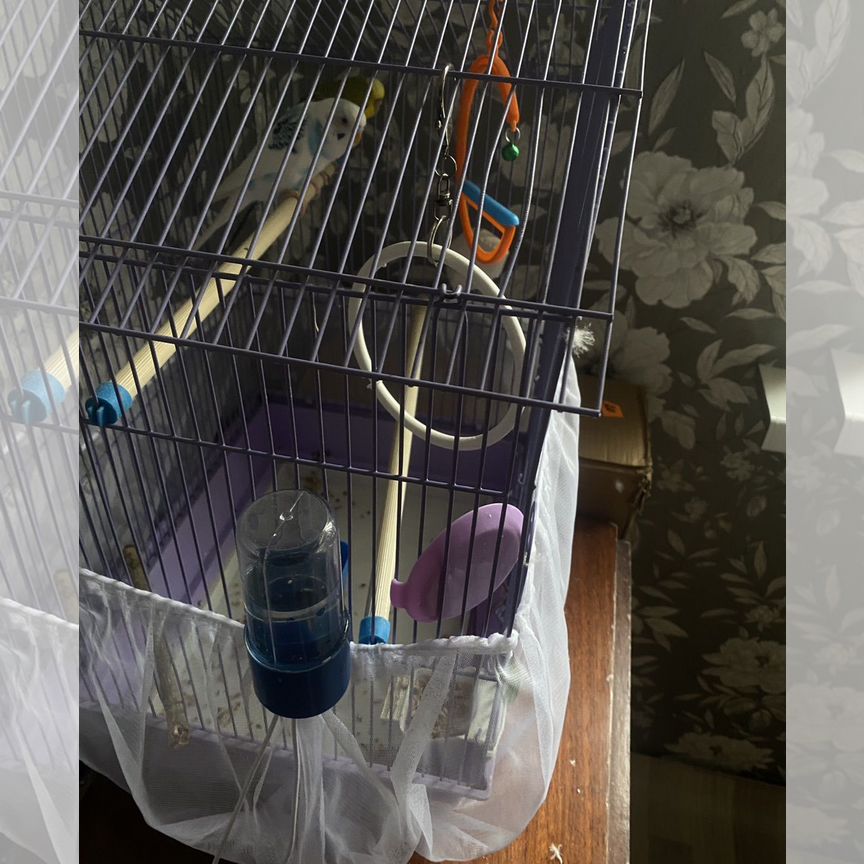 Волнистый попугай ручной