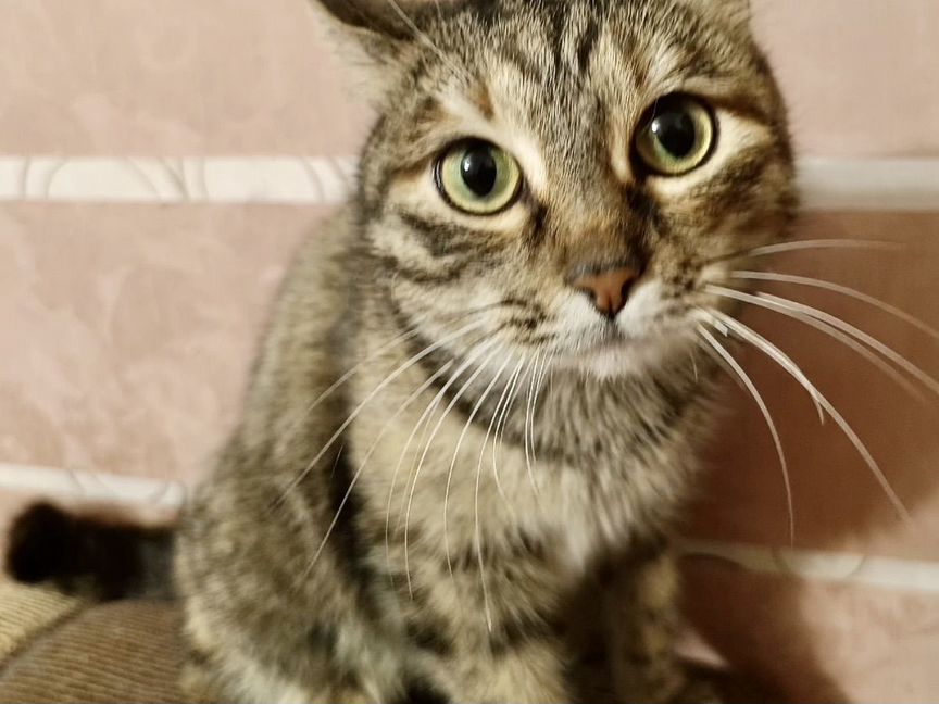 Кошка из приюта