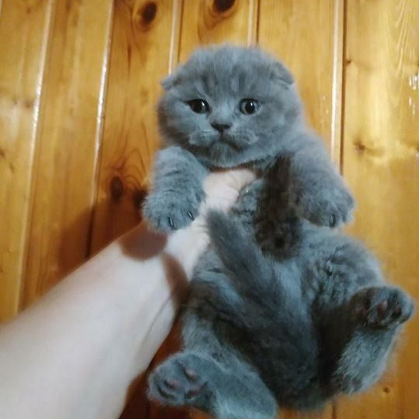 Шотландские вислоухие котята