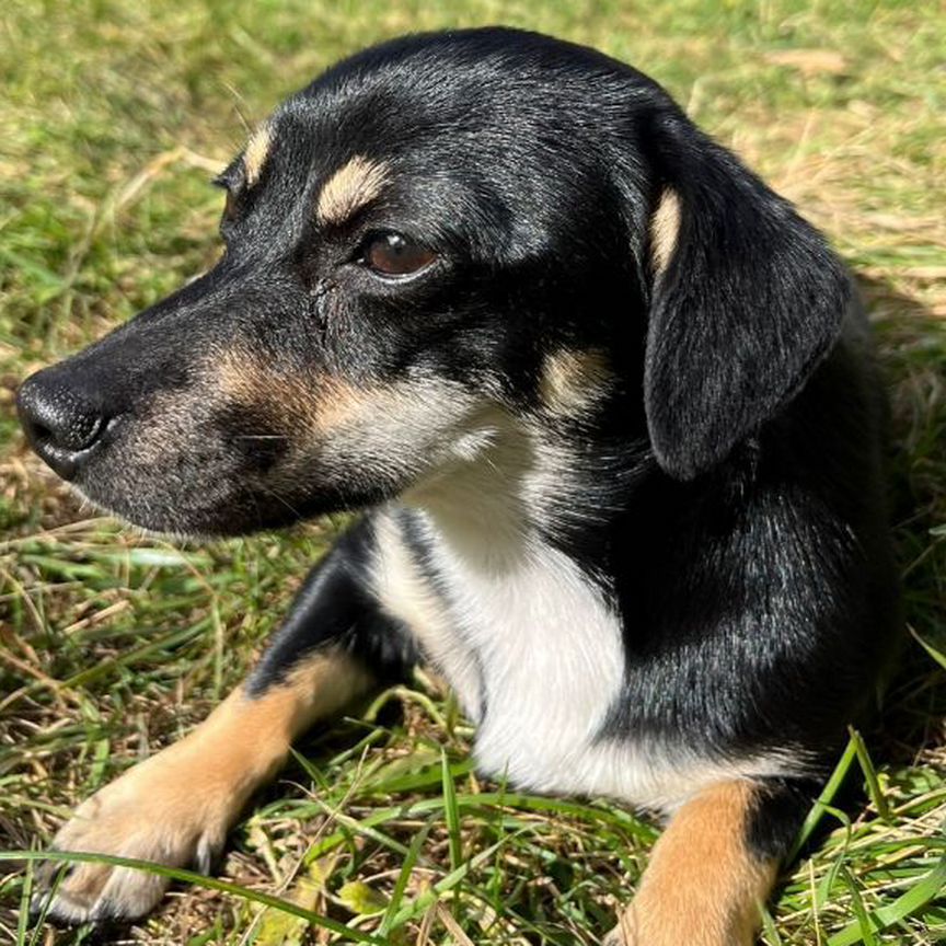 Ищет хозяев, отдам в добрые руки