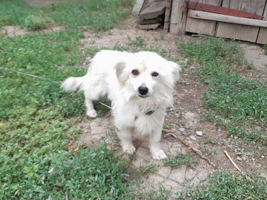 Верный друг