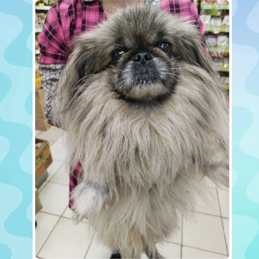 Отдам в добрые руки, пекинеса