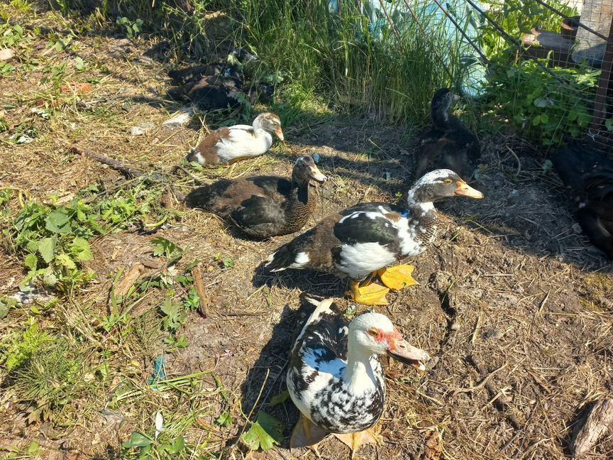 Утята индоутки