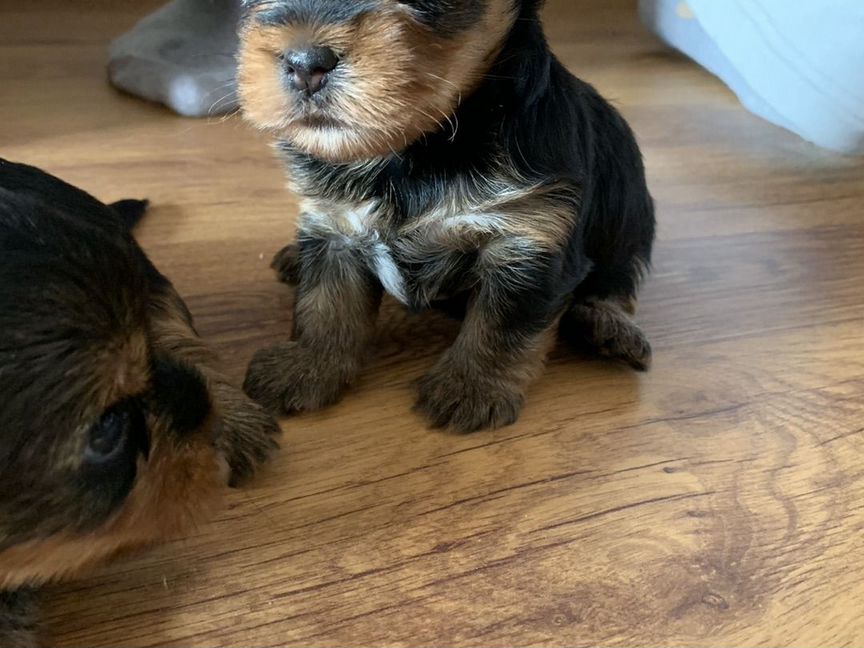 Йоркширский терьер щенок