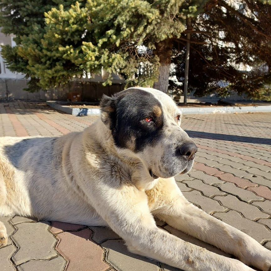 Красавчик Султан ищет семью