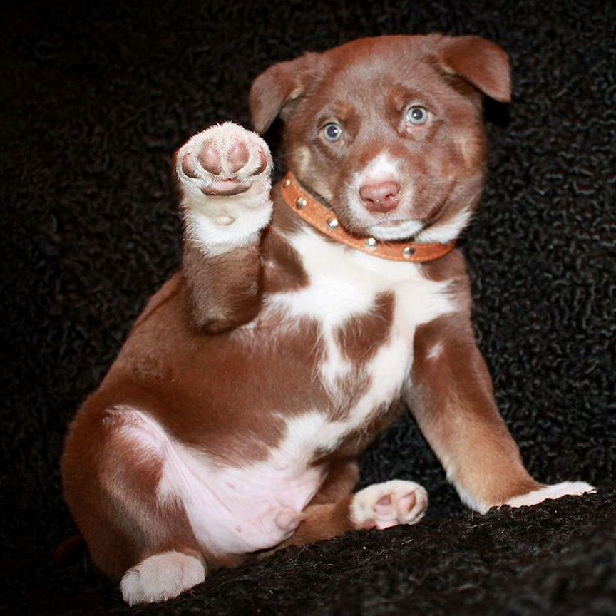 Станьте добрым хозяином счастливой собаки