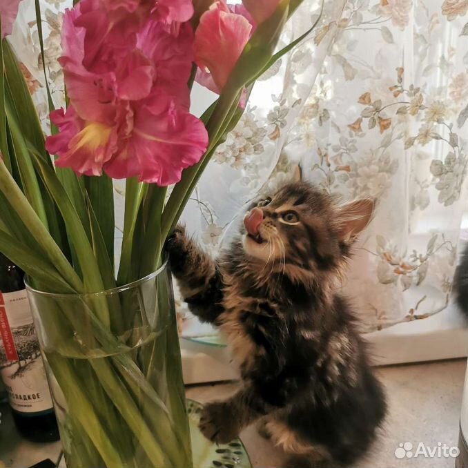 Котята курильский бобтейл