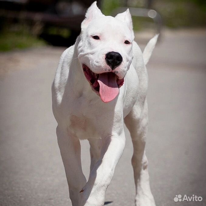Аргентинский дог, кобель