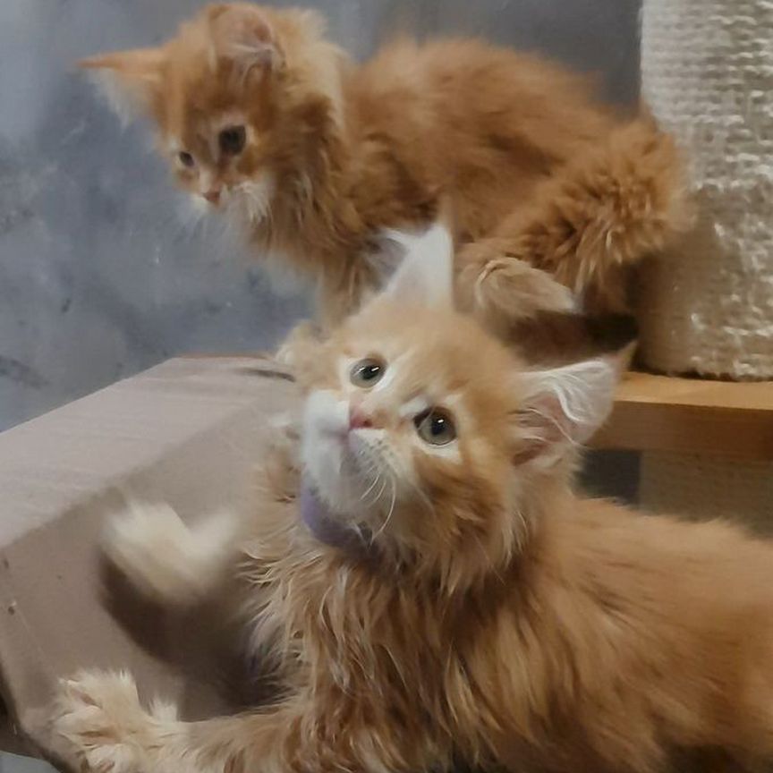 Мальчики рыжие мэйкун