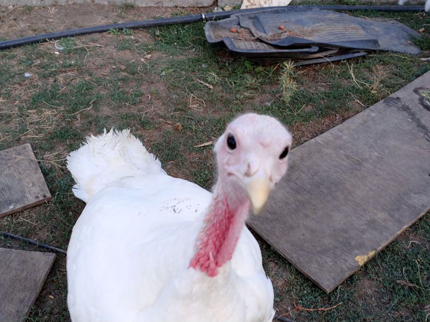 Индюшатина мясо