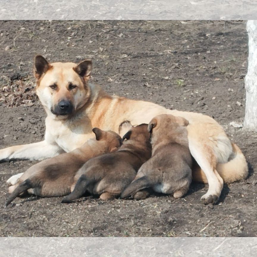 Продаются щенки