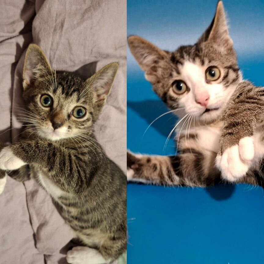 Котёнок в добрые руки