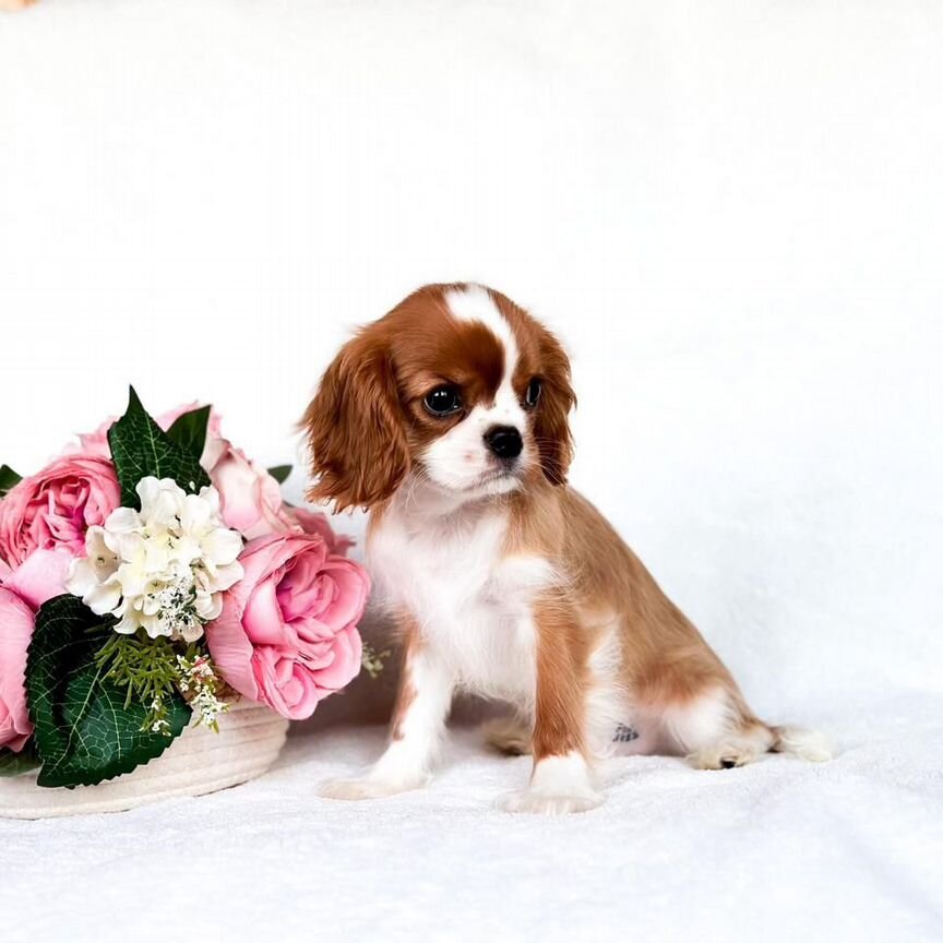 Мальчик щенок Кавалер Кинг Чарльз спаниель мини