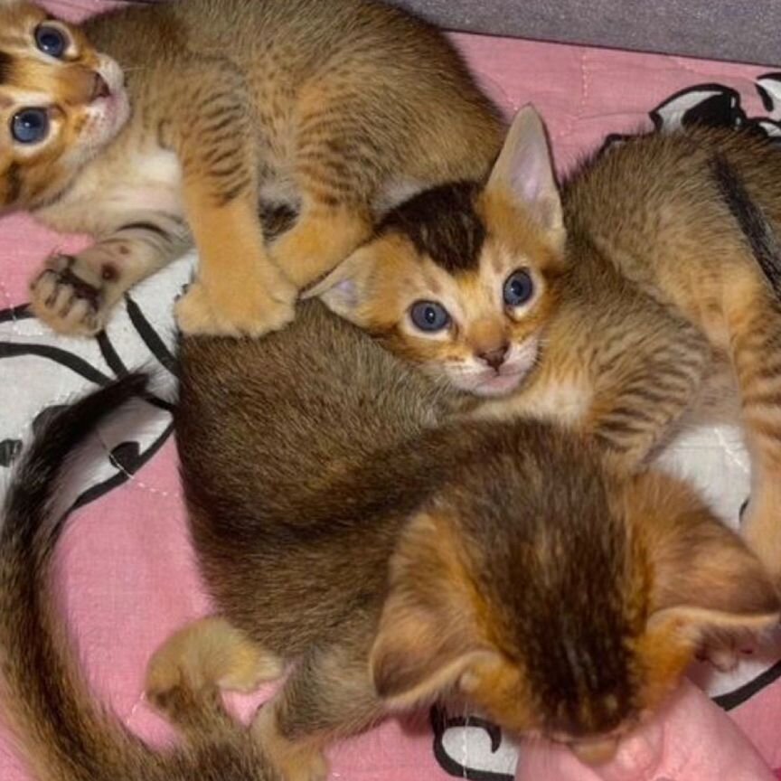 Котята