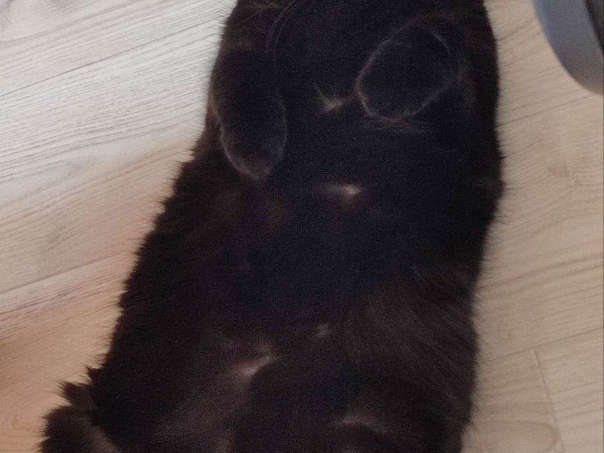 Шотландская вислоухая кошка бесплатно