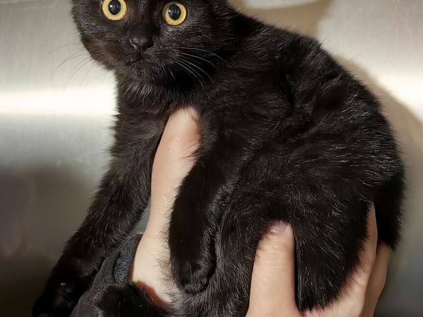 Кошка чисто черная 3мес