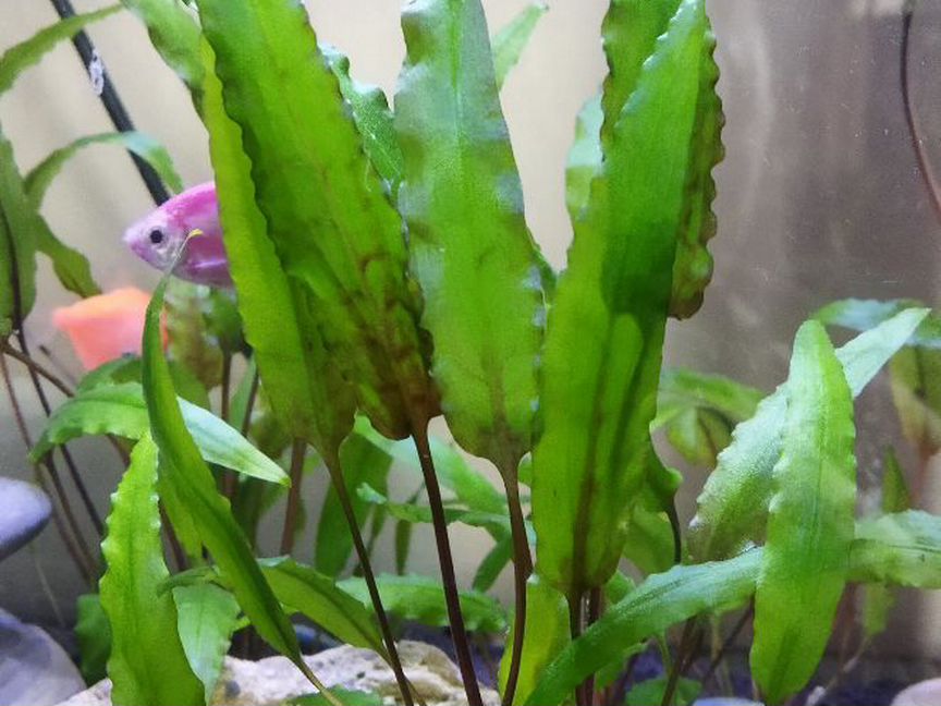 Криптокарина, водоросли