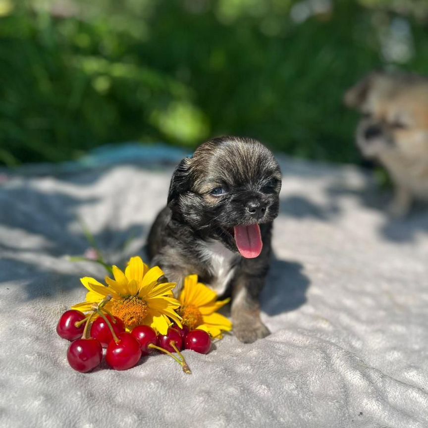 Маленькие собачки