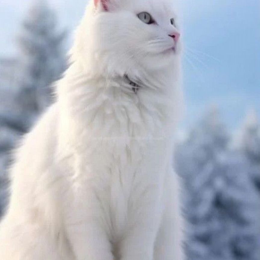 Анатолийский, взрослый кот