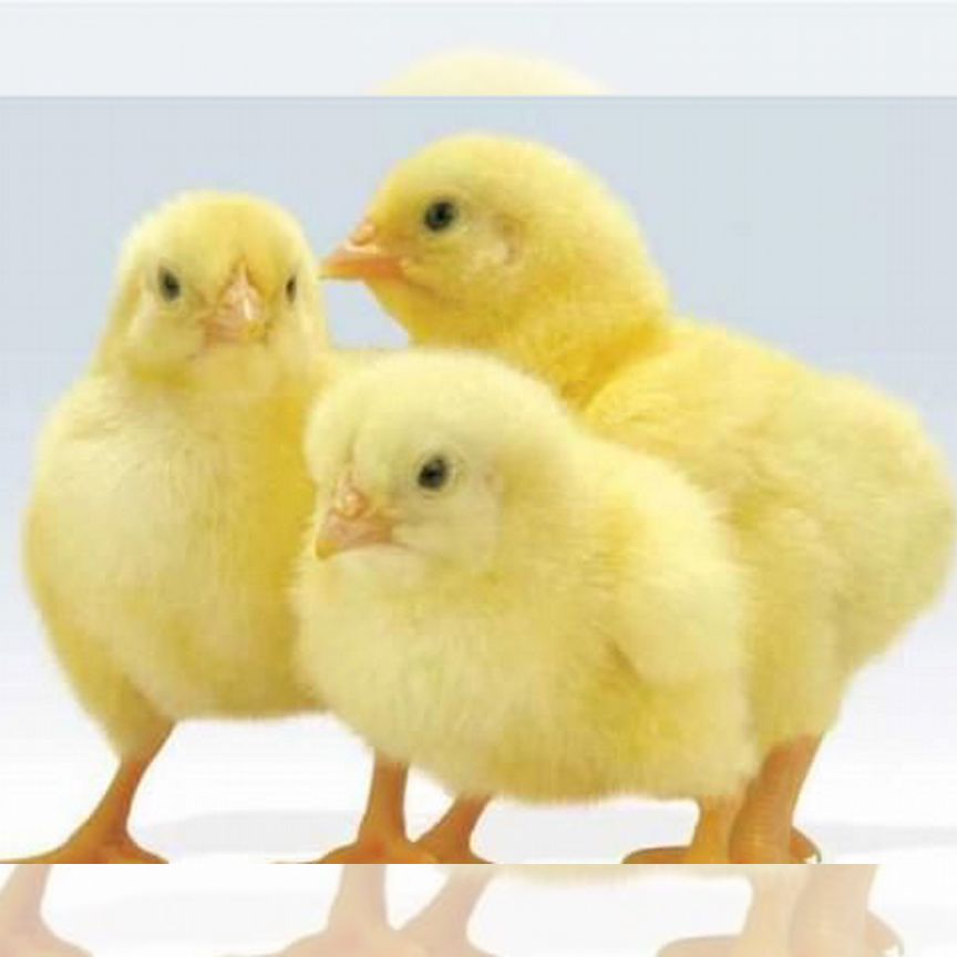 Суточные бройлер росс 308, кобб 500