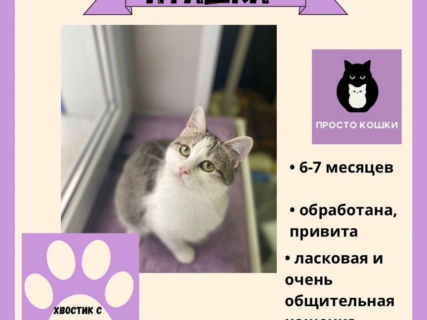 Ласковая Пташка