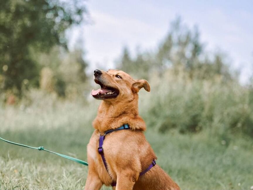 Собака-золото из приюта ищет дом