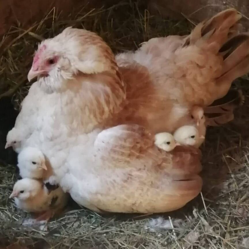 Курица наседка