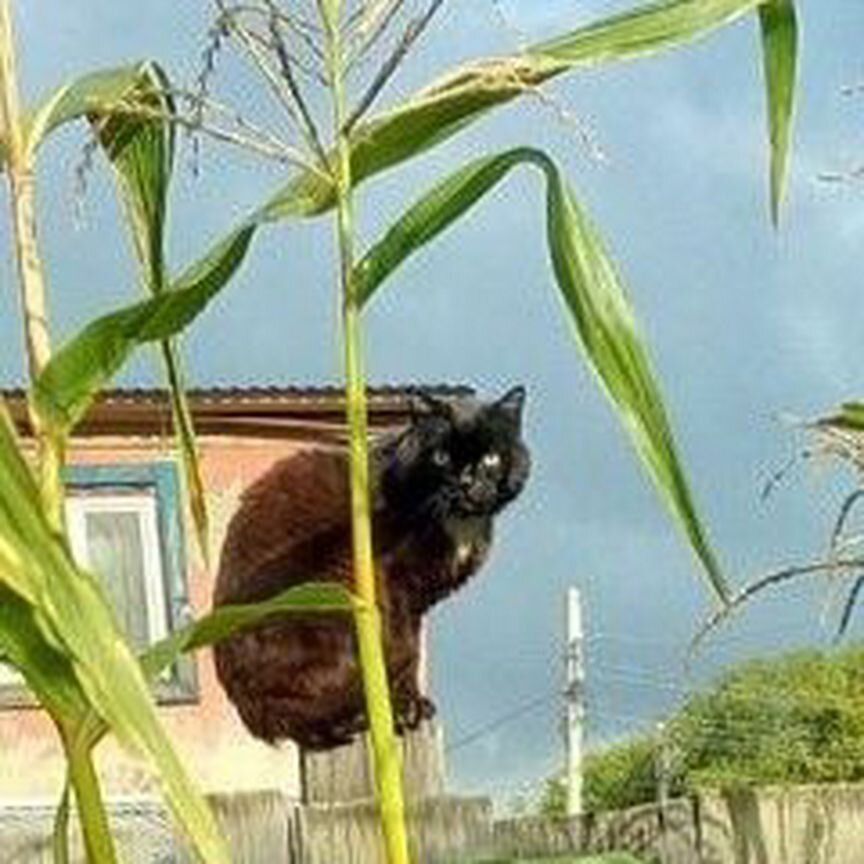 Кот Бездомный Черныш