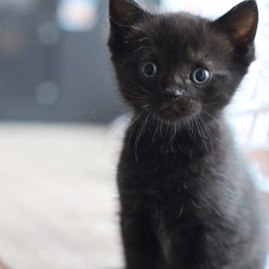 Шотландский прямоухий короткошёрстный котёнок