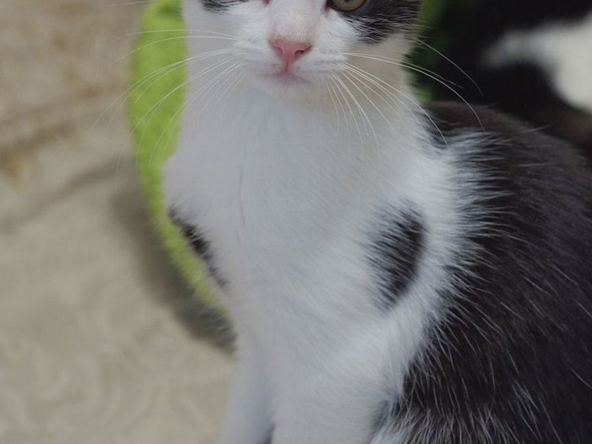 Котик невелик, да стоять не велит
