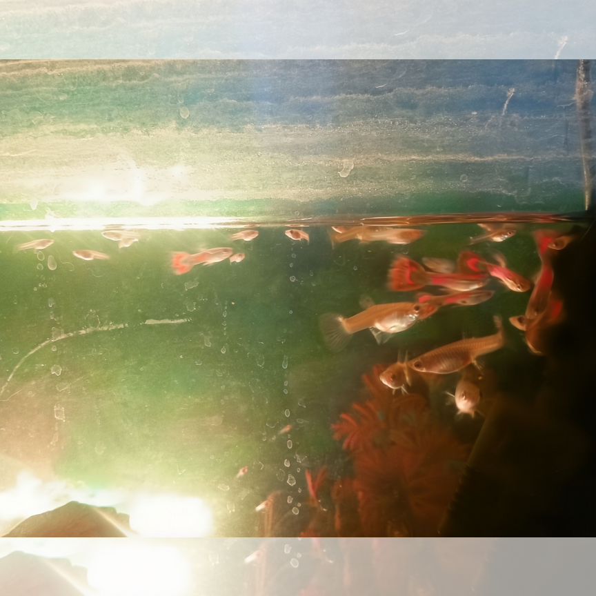 Аквариумные рыбки гуппи