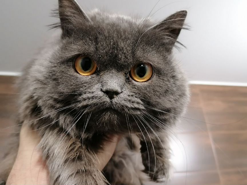 Британская кошка в дар