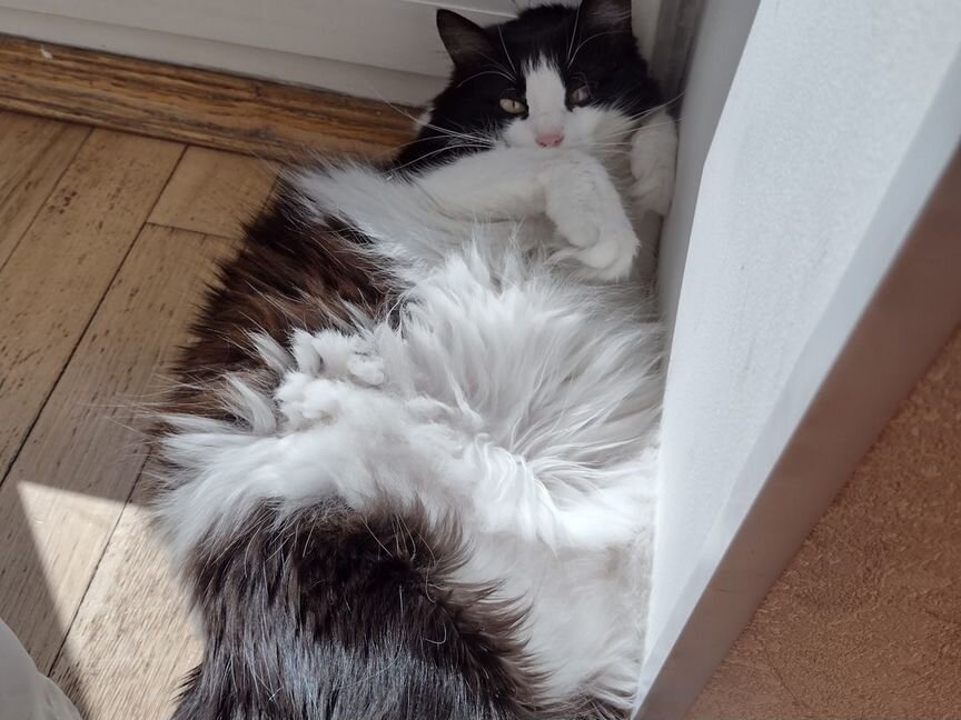 Пушистое чудо Джеки