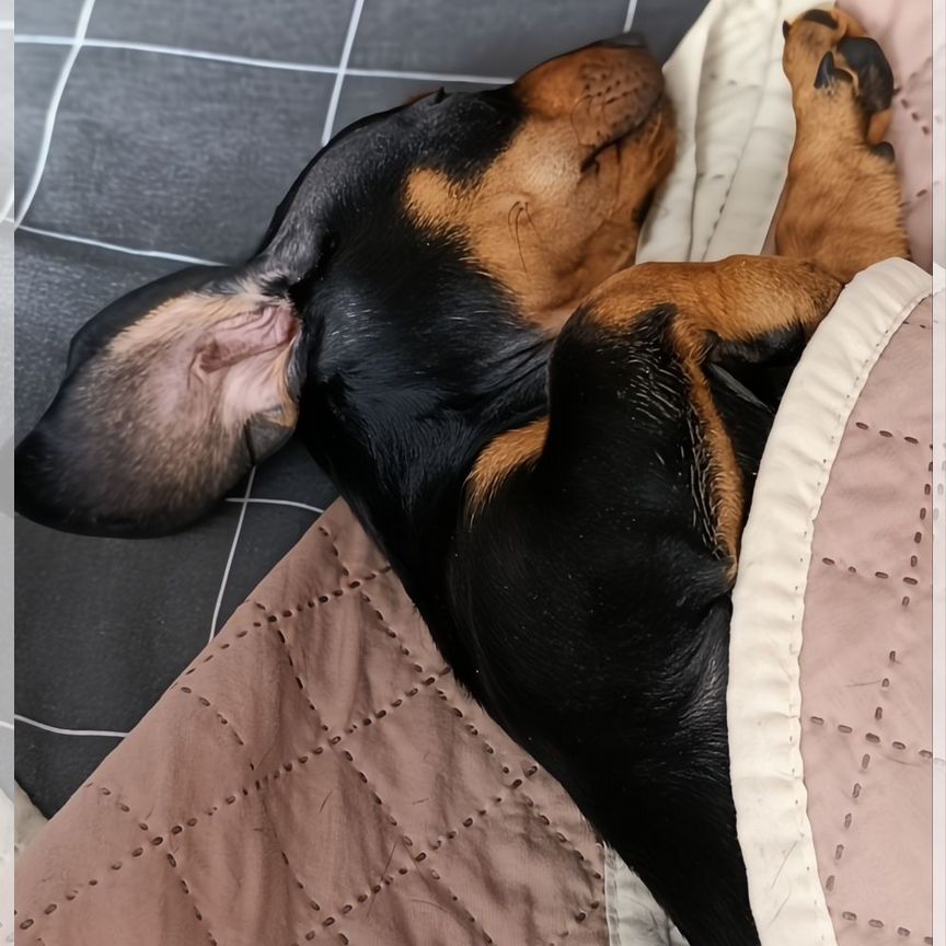 Такса, щенок