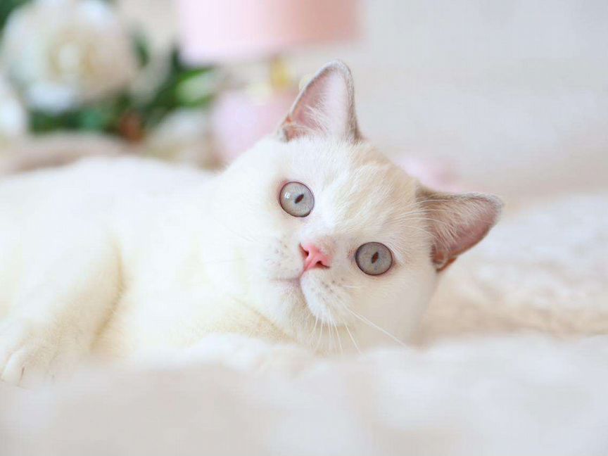Шикарный британский котик