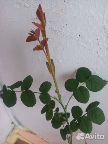 Саженцы чайной розы купить в Москве | Товары для дома и дачи | Авито