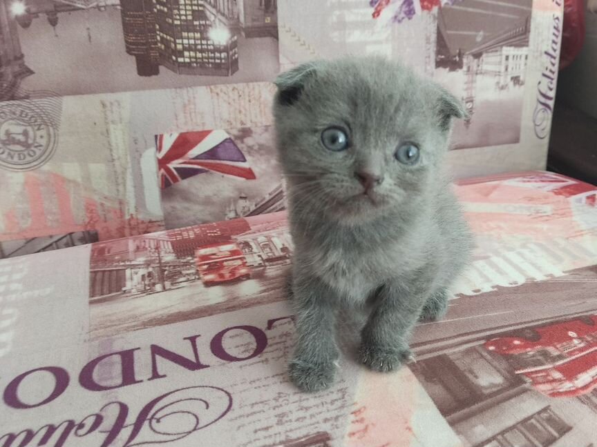 Шотландские котята