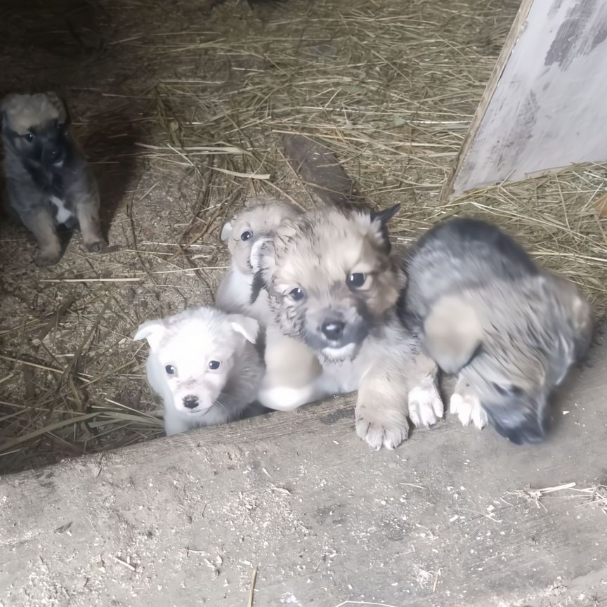 Щенок в добрые руки