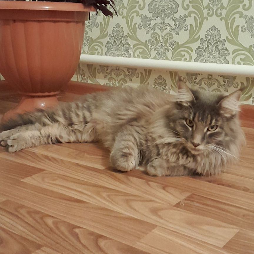 Мейн-кун, кот вязка